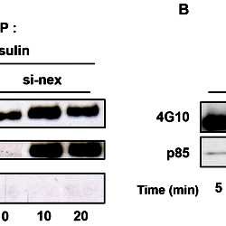 Silencing of nexilin enhances IRS1/PI3K assembly.