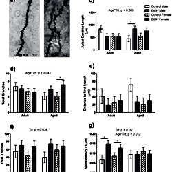 Apical dendrite morphology of Pyramidal Cells within the BLA.