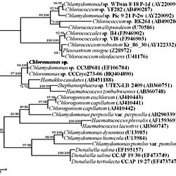 Phylogenetic tree of SSU (18S rDNA) sequences among microorganisms ...