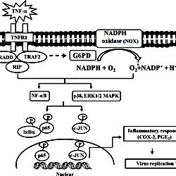 Proposed schematic representation of the signaling pathway involved in ...