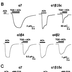 Subtype selectivity of compound B, TQS and 4BP-TQS examined with human ...