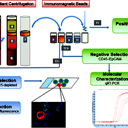 Basic principle of CTC isolation.