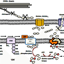 Model of the chitin degradation cascade of the marine bacterium Vibrio ...