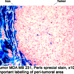 Proof of Concept: physical feasibility in vivo.