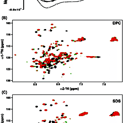 Secondary conformations and micelle interactions of the F1 loop of ...