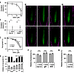 Effects of GR24 on development and PIN1 localisation in roots.