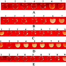 The detection of mNP-1 anti-microbial activity against E. coli.