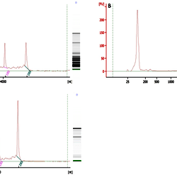 Total RNA capillary electrophoresis electropherograms from milk ...