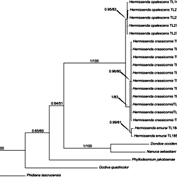 Bayesian consensus tree of the concatenated analysis including ...