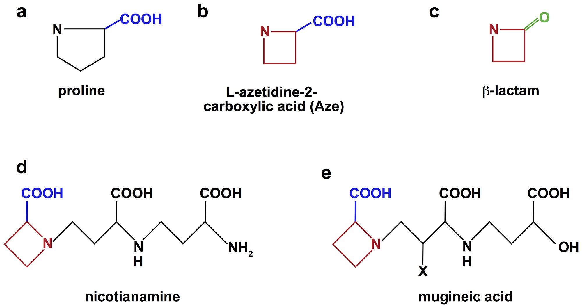 Structure Of Proline