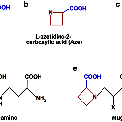 Structure of Proline and Related Homologues.