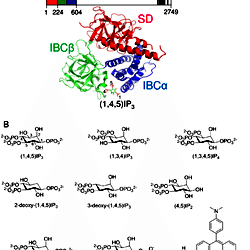 Structure of the N-terminal of the IP3 receptor and structures of the ...