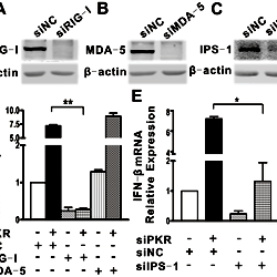 The IFN induction mediated PKR knockdown was dependent on RIG-I and IPS ...