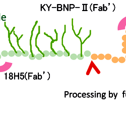 Schematic diagram of the total BNP and proBNP assay systems.