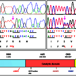 Mutations of LIG4 identified in CoDa genomic DNA.