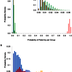 Posterior distributions for paternity probabilities at the group level.
