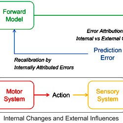 Recalibration of internal sensory predictions.