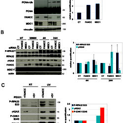 FANC pathway prevents DSB formation and favors the maintenance of ssDNA ...