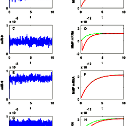 One sample path of miR-9 and MMP concentrations in time with random ...
