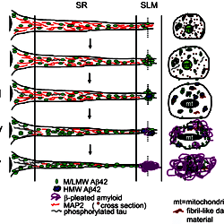 Schematic diagram of proposed sequence of Aβ42, MAP2 and tau ...