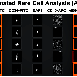 Representative CellTracks Analyzer II analysis.