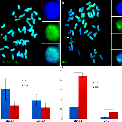 FISH of a novel centromeric sequence in 4DS identified by ChIP-seq ...