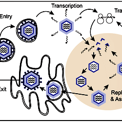 Overview of the rotavirus replication cycle.