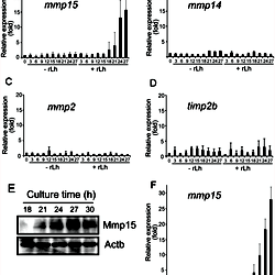 Induction of mmp15 mRNA and protein expression in the preovulatory ...