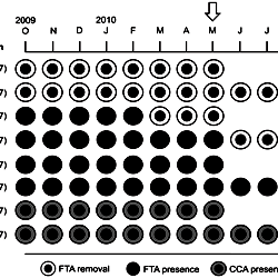 Graphic representation of the ramets used in the four treatments.