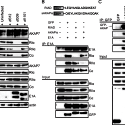 E1A can compete with and function like an AKAP.