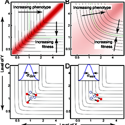 The generalized LP model.
