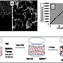 Algimatrix 3D culture system.