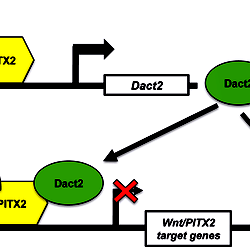 Model for the mechanism of Dact2.
