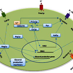 A schematic overview of the integrated model of S. cerevisiae ion ...