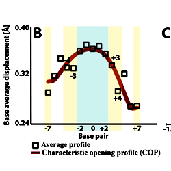 Correlation between Fis binding affinity and the generalized opening ...