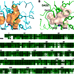 Comparing KAI2 with DAD2.