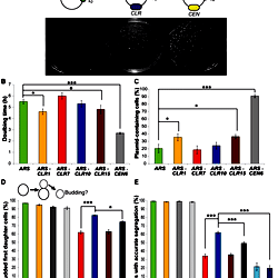 CLRs confer centromere function on plasmids and chromosomes.