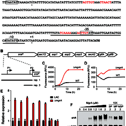 MgrA directly represses sraP.