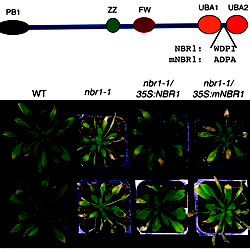Requirement of the LIR motif for the critical role of NBR1 in heat ...