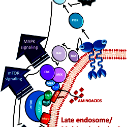 The LAMTOR complex as a convergence point of MAPK and mTORC1 pathways ...