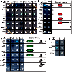 LlmF does not interact with VelB or KapA and only full-length LlmF ...