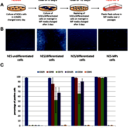 Derivation of hESC-MPs. A. Flow chart of experimental procedure for ...