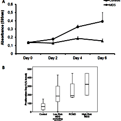 Effect of MDS BM microenvironment on BMEC-1 proliferation.