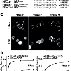 Design of Ras FRET sensors.