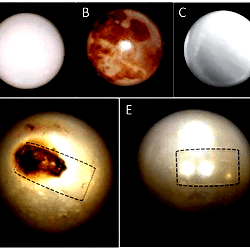 General images of the pearls examined in the present study.