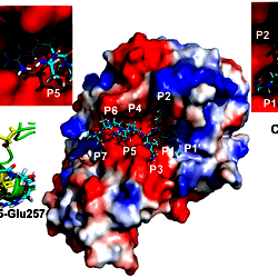 Structural modeling of furin with a protein substrate.