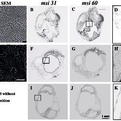 Surface microstructure of pearls observed in the scanning electron ...