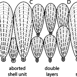 Schematic drawing of an idealized megaloolithid eggshell showing kinds ...
