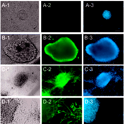 Characterization of sphere cells.