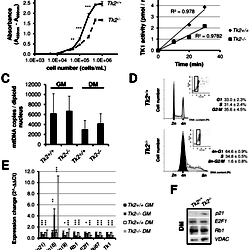 Tk2+/+ and Tk2−/− primary myoblasts characterization.